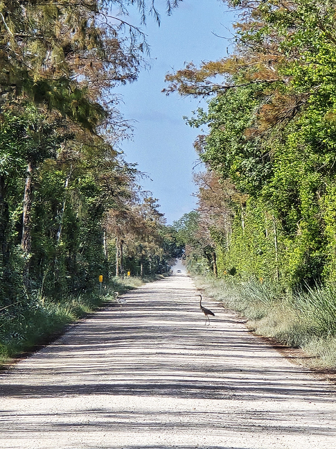 A lone bird claims the right-of-way on this stretch of Loop Road, where wildlife has priority and humans are merely privileged visitors.