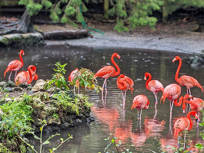 Flamingos strike their iconic poses, adding splashes of pink to the landscape like nature's own art installation.