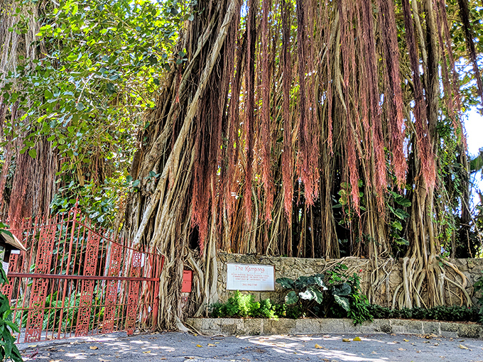 Cascading aerial roots from a century-old banyan create a living curtain, framing the historic buildings nestled within this botanical wonderland.