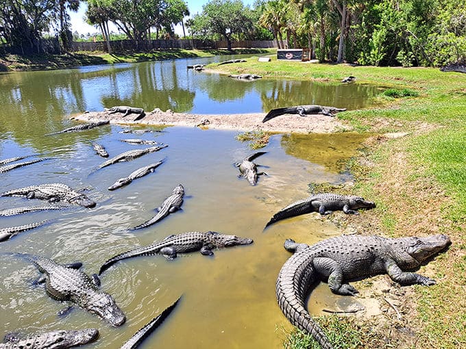 When alligators gather like this, it's less "cute animal pile" and more "nightmare fuel," but in the most fascinating way possible.