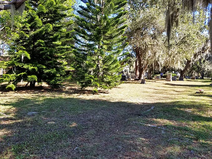 Spanish moss drapes like nature's own decorations, transforming ordinary trees into something that belongs in a Southern Gothic novel.
