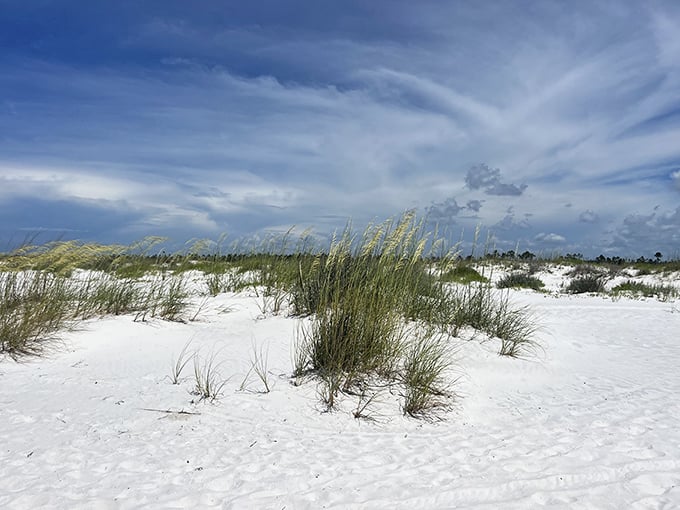 Sea oats dance in the coastal breeze, their golden tassels catching sunlight while protecting the delicate dune ecosystem from erosion and nosy beachgoers.