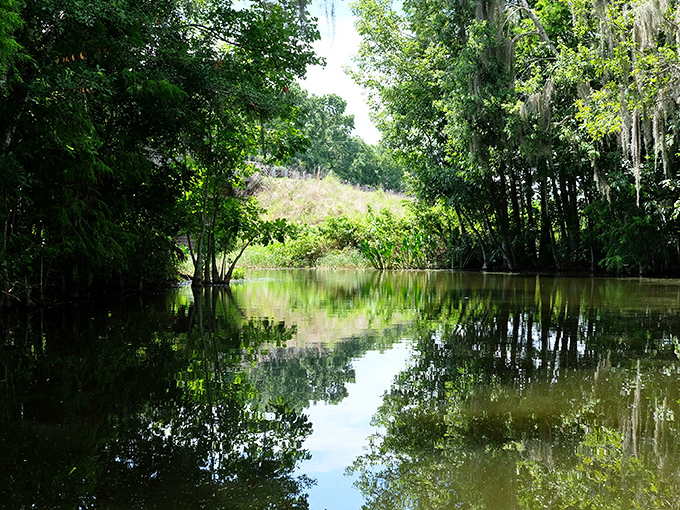 Helena Run's channel creates a secret passage through nature's hallway, where sunlight filters through like stained glass windows.