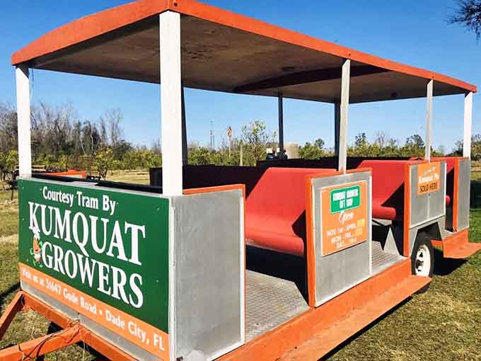 The farm's courtesy tram offers front-row seats to kumquat country, proving that the best tours don't need fancy tour buses when you've got a tractor.