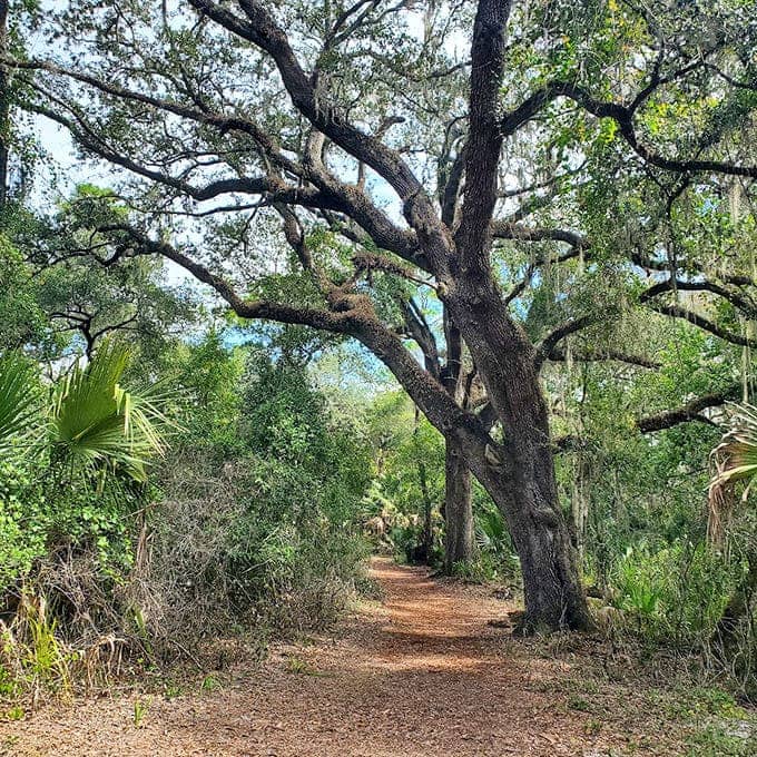 Shaded trails like this prove that the best air conditioning was invented millions of years before electricity, courtesy of Mother Nature's engineering department.