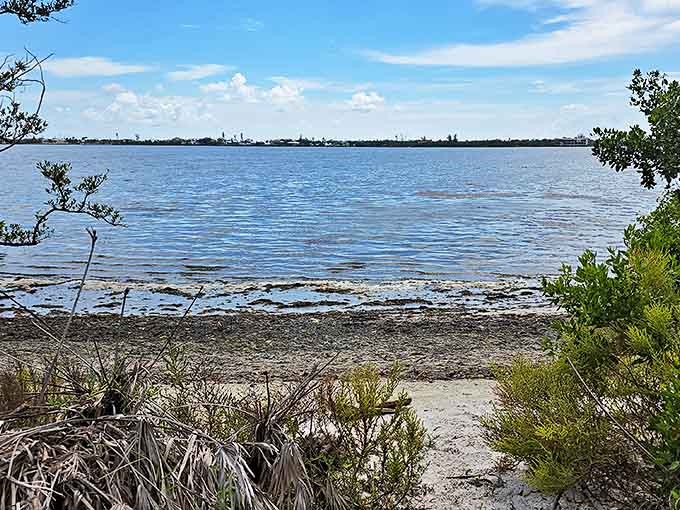 Lemon Bay Park's mangrove tunnels create nature's perfect canopy, inviting kayakers into a world where time seems to stand still.