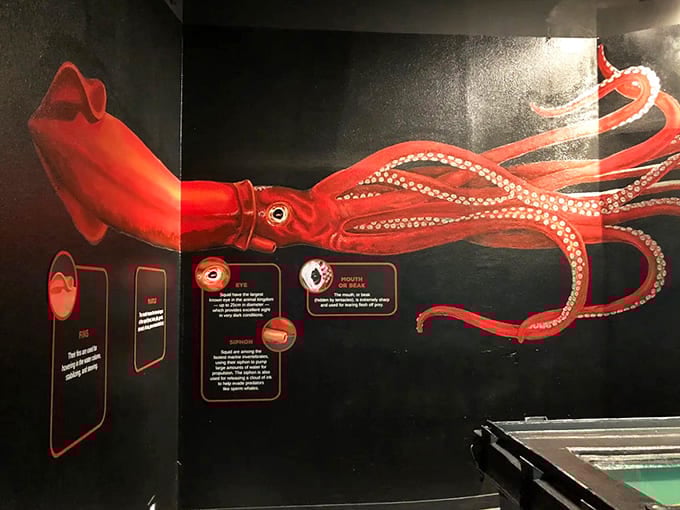 Educational displays break down squid anatomy in ways that make you appreciate these eight-armed wonders even more.