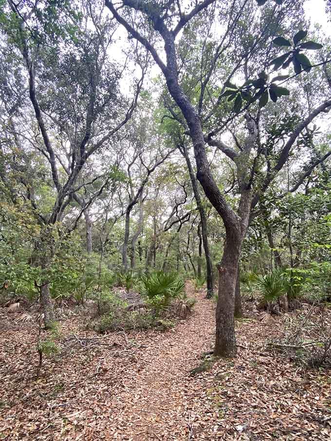 Ancient oaks stand guard along the trails, their twisted branches telling stories that predate your family tree by centuries.