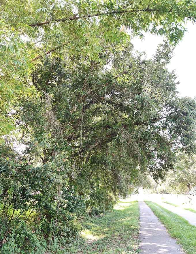 Nature's cathedral arches overhead, where ancient trees create a canopy so thick it turns midday into twilight and makes you forget you're in suburbia.