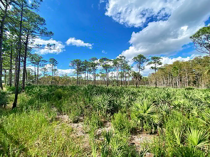 Towering pines stand sentinel over a carpet of saw palmetto, creating that quintessential Florida ecosystem that's become increasingly rare.