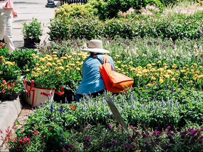 A visitor browses the spectacular selection of flowering plants, probably trying to decide which ones absolutely must come home today.