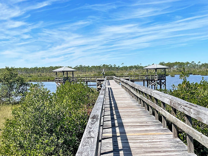 This boardwalk doesn't just take you through the wetlands; it gives you front-row seats to nature's daily performance.