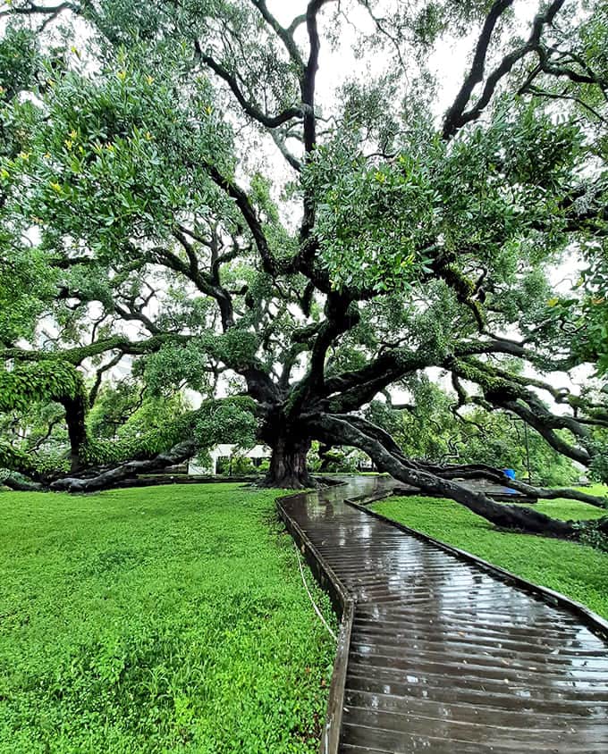 Even the rain can't diminish this tree's majesty, it just makes everything look more dramatic and photogenic.