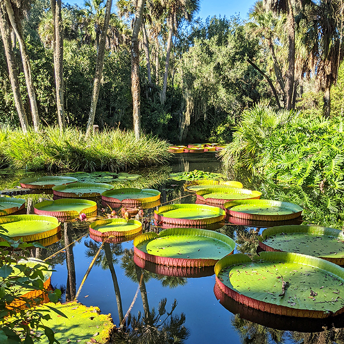 Victoria water lilies that could double as serving platters &ndash; nature's way of saying "go big or go home" in the aquatic plant world.