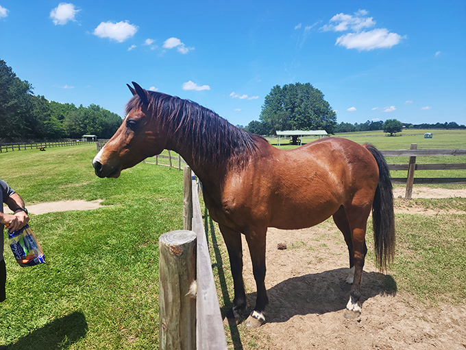 This handsome chestnut retiree has traded in whatever his former career was for the simple pleasure of greeting visitors at the fence line.