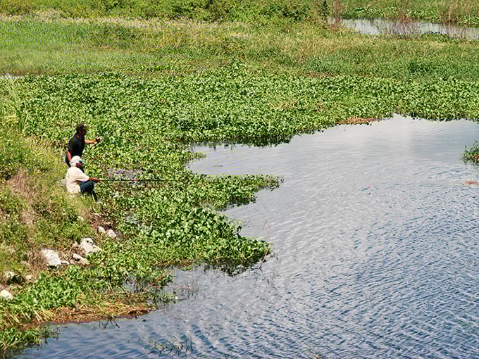 Local anglers know the secret spots where fish practically volunteer to join you for dinner.