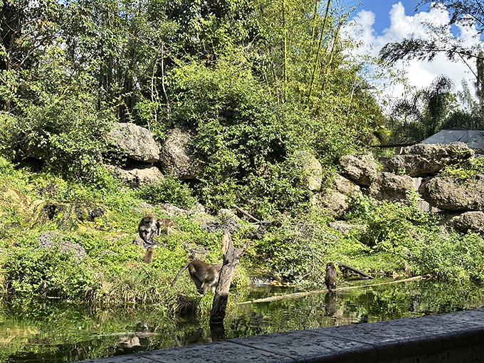 Macaques gather by the water's edge, their reflections rippling in the pond as they observe visitors with intelligent, calculating eyes.