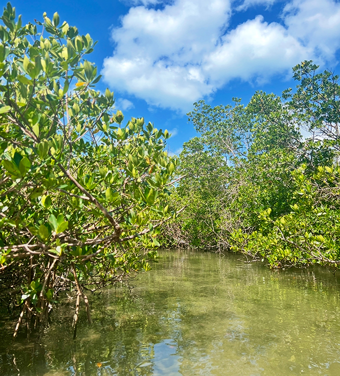 Nature's cathedral: Sunlight filters through the dense mangrove canopy, creating dappled patterns on the still waters below.