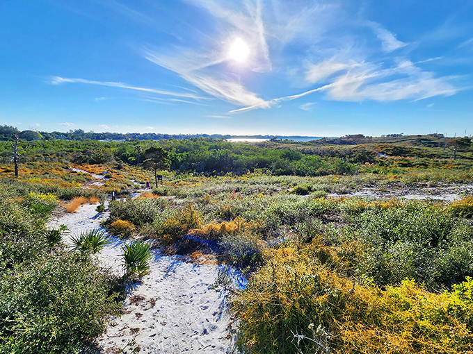 Sandy pathways wind through coastal vegetation, creating natural corridors where wildlife and humans briefly share the same journey.