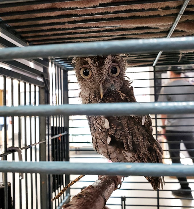 This screech owl's enormous eyes seem to contain galaxies &ndash; nature's night vision goggles perfectly adapted for hunting in darkness.