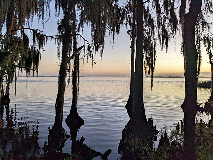 Cypress knees break the water's surface like nature's sculpture garden, where Spanish moss drapes everything in Southern gothic charm.