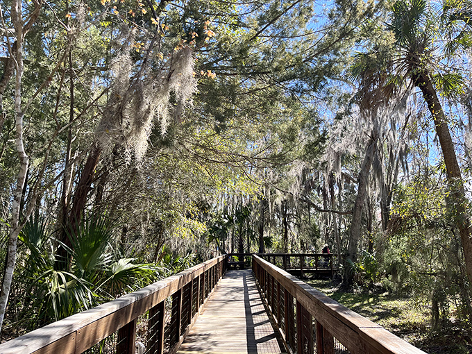 Spanish moss drapes over the boardwalk like nature's own decorative bunting, welcoming visitors to this pristine sanctuary.