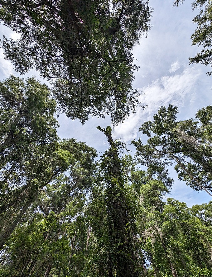Look up! The towering trees create a mesmerizing kaleidoscope against the blue Florida sky.