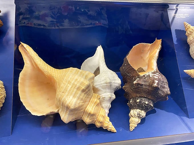 This magnificent horse conch specimen showcases nature's architectural brilliance &ndash; like a cathedral spire designed by the sea itself.