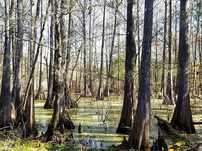 Cypress knees poke up from still water like wooden stalagmites in this peaceful swamp scene.