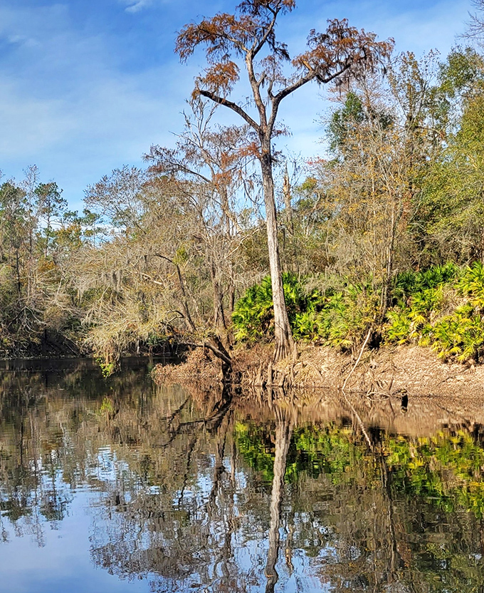 Madison Blue Spring creates a natural swimming hole with rope barriers marking safe areas for water enthusiasts.