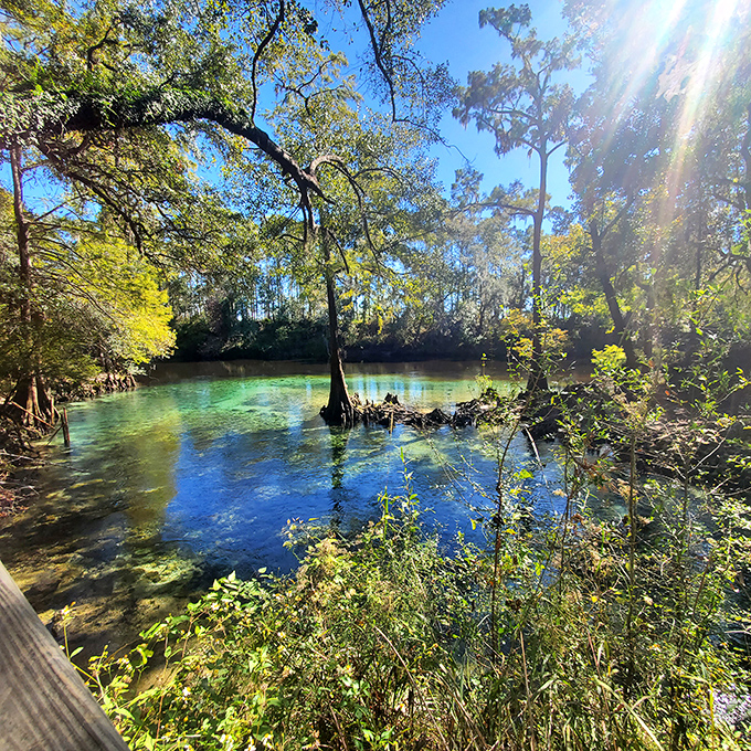 The view from a canoe reveals Madison Blue Spring's mirror-like surface reflecting the surrounding cypress trees.