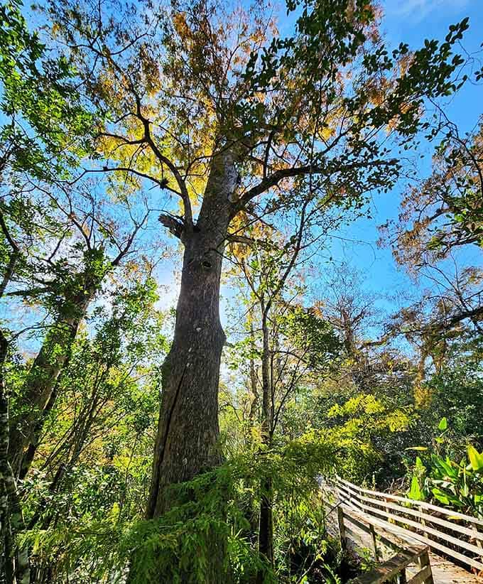 This cypress elder has been standing here since before your great-great-great-grandparents were born, and it's not going anywhere soon.
