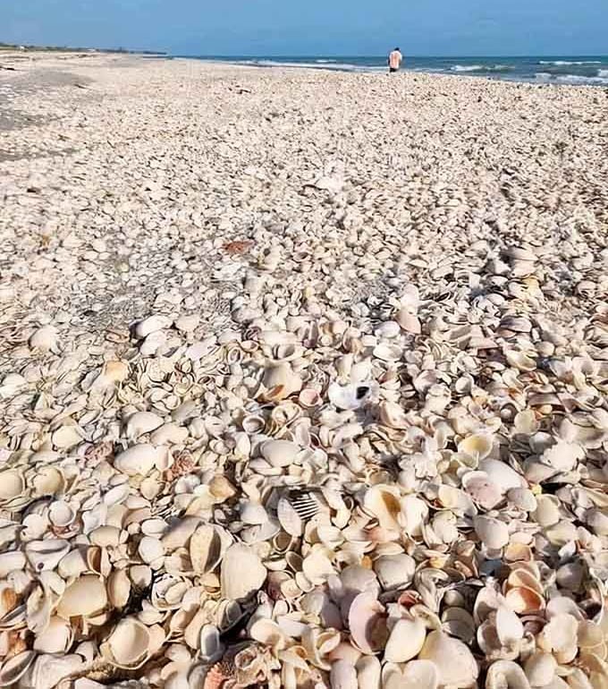 This isn't a beach&mdash;it's a shell buffet, and Mother Nature's feeling generous today.