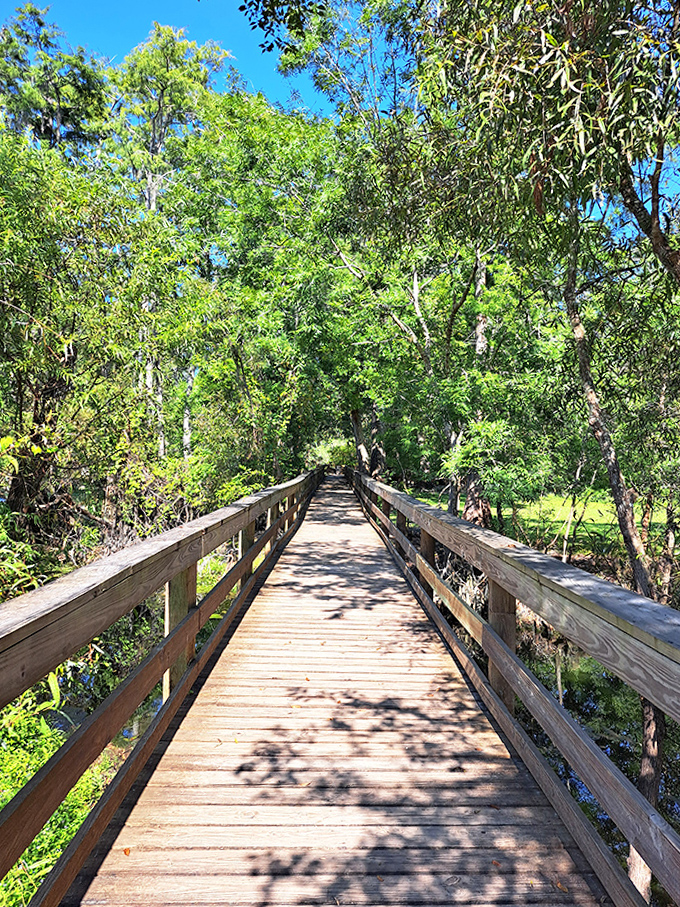 A tranquil boardwalk journey through Hart Springs' forest canopy, where dappled sunlight plays hide-and-seek with shadows.