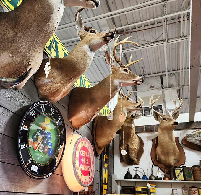 Trophy hunting meets home decor in this impressive taxidermy display. These dignified deer have seen it all and now watch shoppers with eternal curiosity.