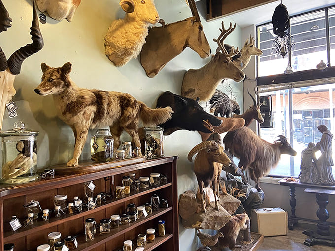 A wall of taxidermy that makes you wonder if Noah's Ark had a goth phase.