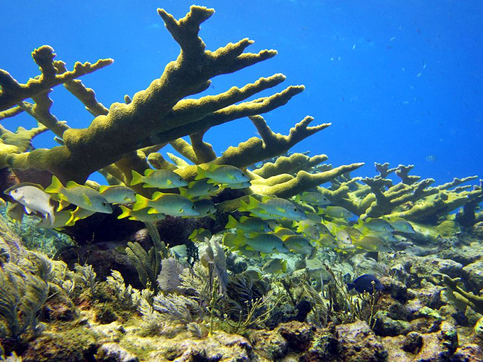 Elkhorn coral stands like an underwater apartment complex, housing hundreds of French grunts who clearly never learned about personal space.