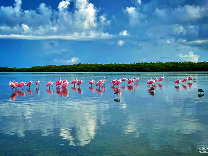 Roseate spoonbills gathering for dinner look like a flamingo convention got lost and ended up somewhere even better than they planned.