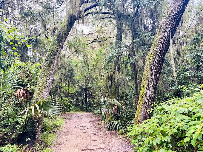 Nature trails wind through maritime forests where Spanish moss drapes like nature's own curtains, creating cathedral-like spaces beneath ancient oaks.