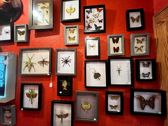 Nature's artwork preserved under glass &ndash; these delicate specimens transform from creepy crawlies into objects of scientific wonder and macabre beauty.