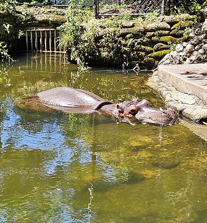 Lu the hippopotamus, Florida's most famous non-native citizen, enjoys his special exemption status with the regal bearing of wildlife royalty.
