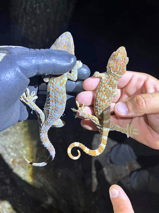 These vibrant tokay geckos showcase nature's artistic flair &ndash; their spotted patterns more intricate than any designer could dream up.
