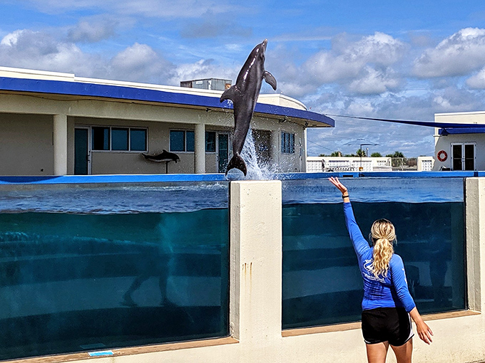 Dolphins don't just swim &ndash; they perform aerial ballet that makes Olympic divers look like they're falling with style rather than truly flying.
