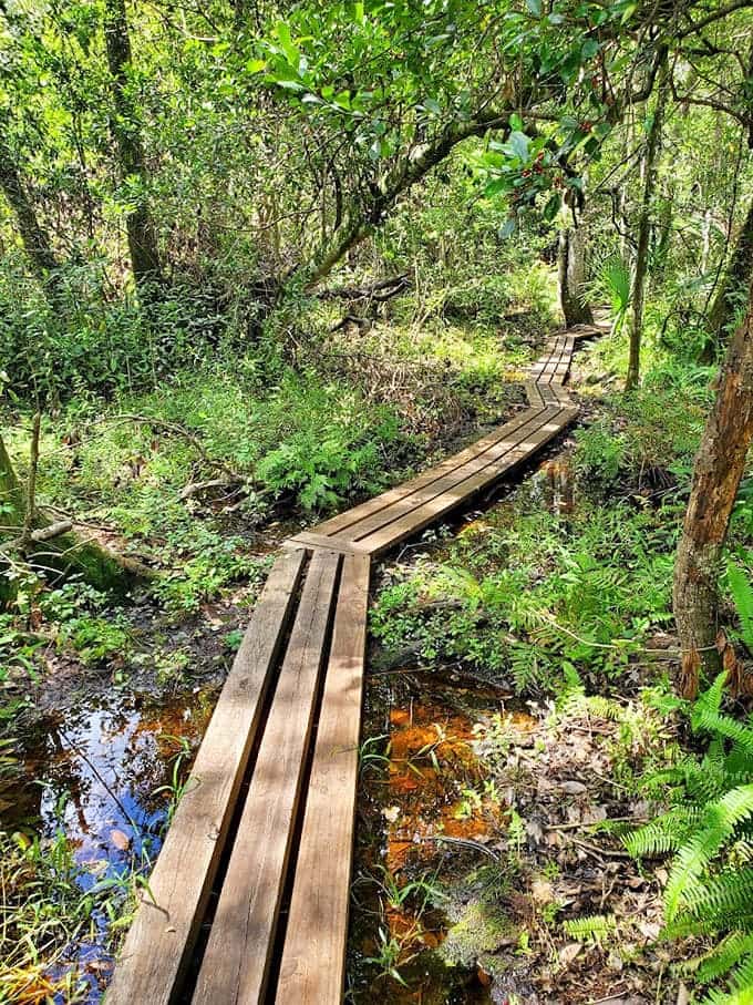 Wooden boardwalks over wetlands offer front-row seats to nature's show, where the only ticket price is a willingness to watch your step.