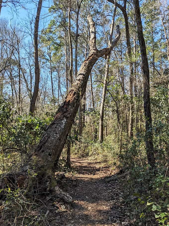 Nature trails wind through forests where every twisted tree looks like it's auditioning for a fantasy movie role.