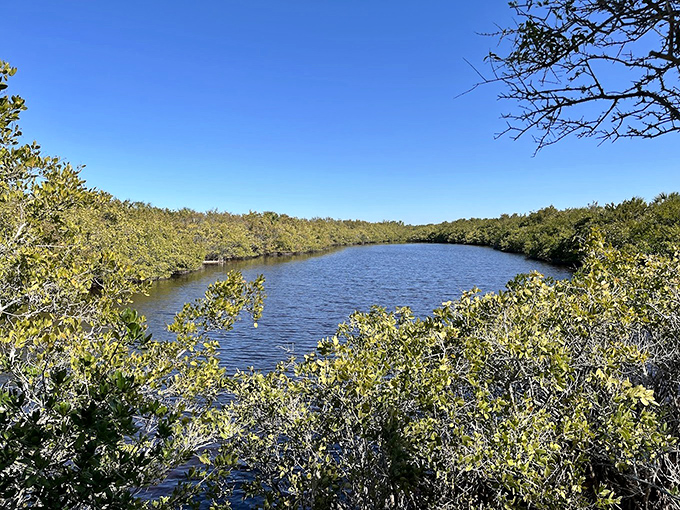 Mangrove Waterway View: Nature's perfect reflection pool, where mangroves admire themselves in waters so clear you'd think they were showing off.