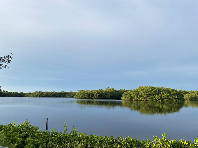 Mangrove forest: Nature's nursery where fish play hide-and-seek and kayakers discover the secret highways of Sanibel's ecosystem.