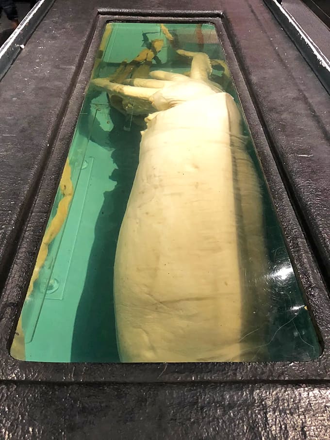 Seeing a preserved giant squid up close beats any nature documentary, no matter how good the cinematography.