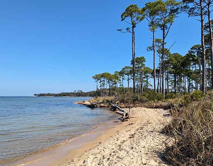 Towering pines frame the beach like nature's own postcard, proving that Florida does subtle beauty just as well as flashy.