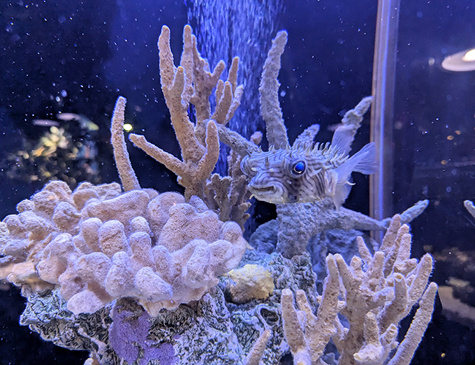 Nature's original stress ball &ndash; this pufferfish seems equally surprised by its existence as visitors are by the merfolk.